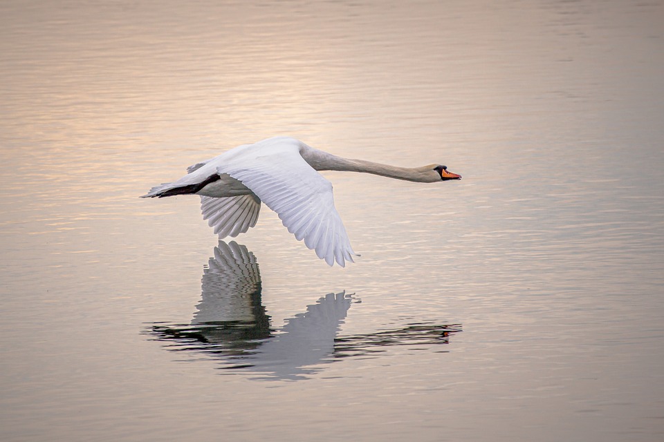 Swan Bird Nature Water - Free photo on Pixabay