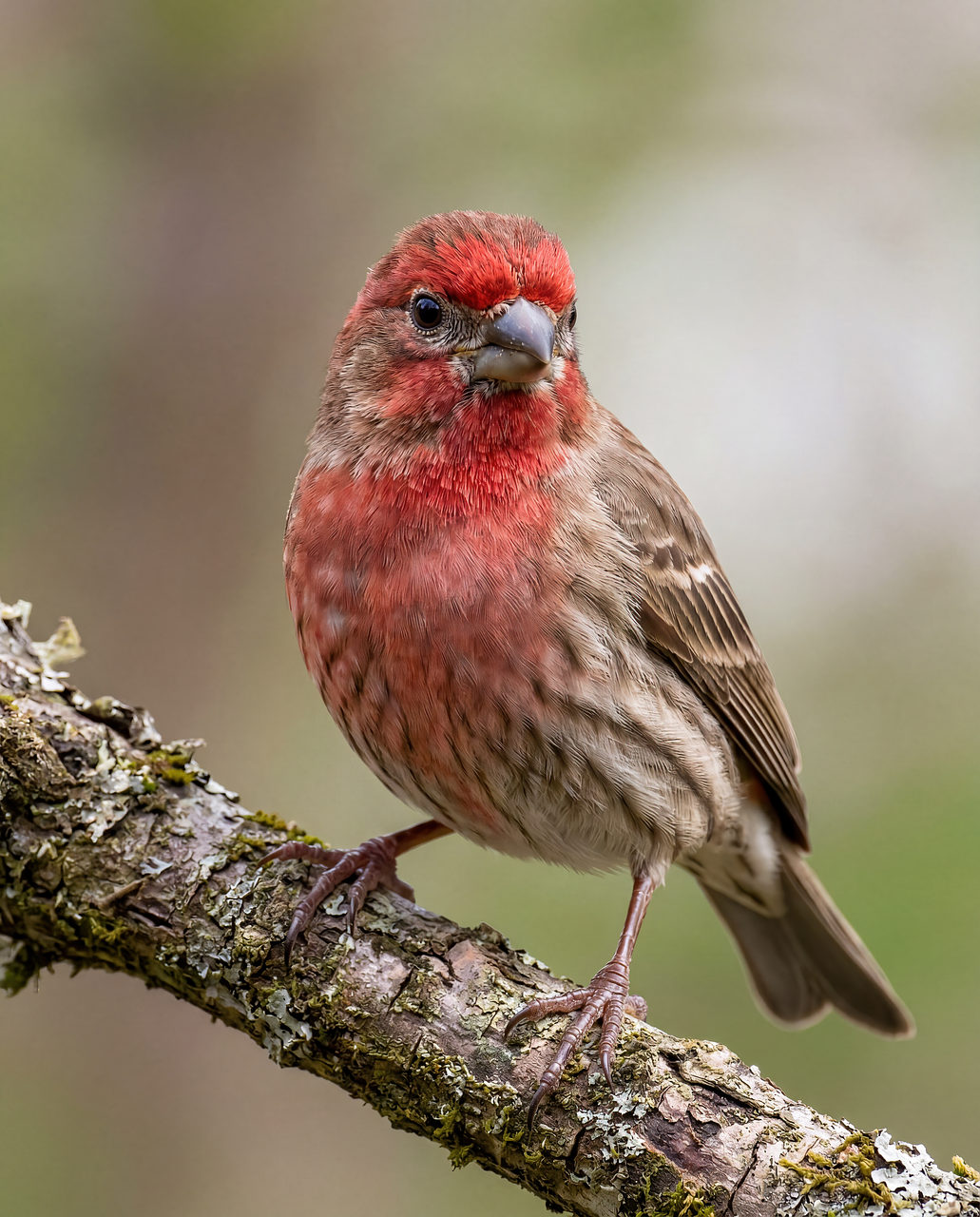 1,000+ Free Finches & Finch Images - Pixabay