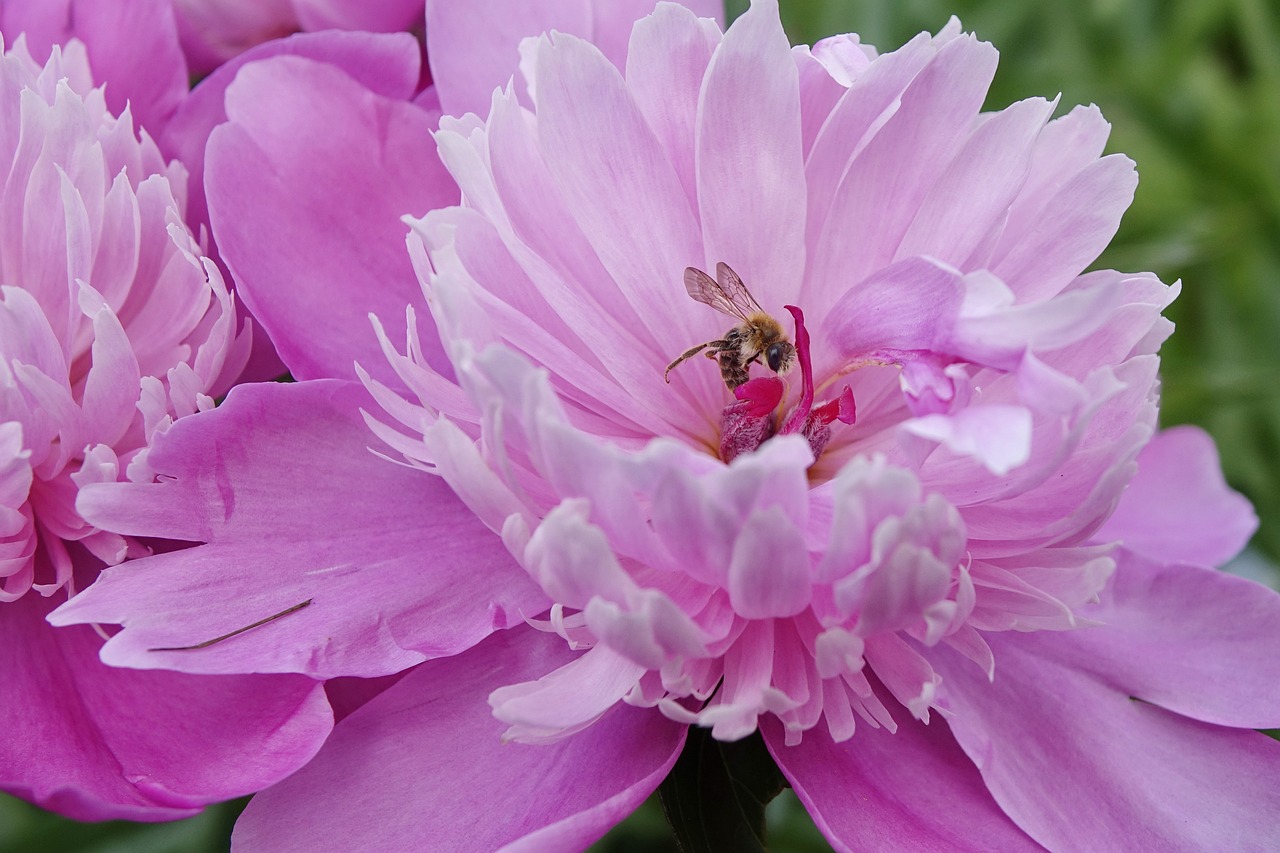 Bee Peony Pink - Free photo on Pixabay