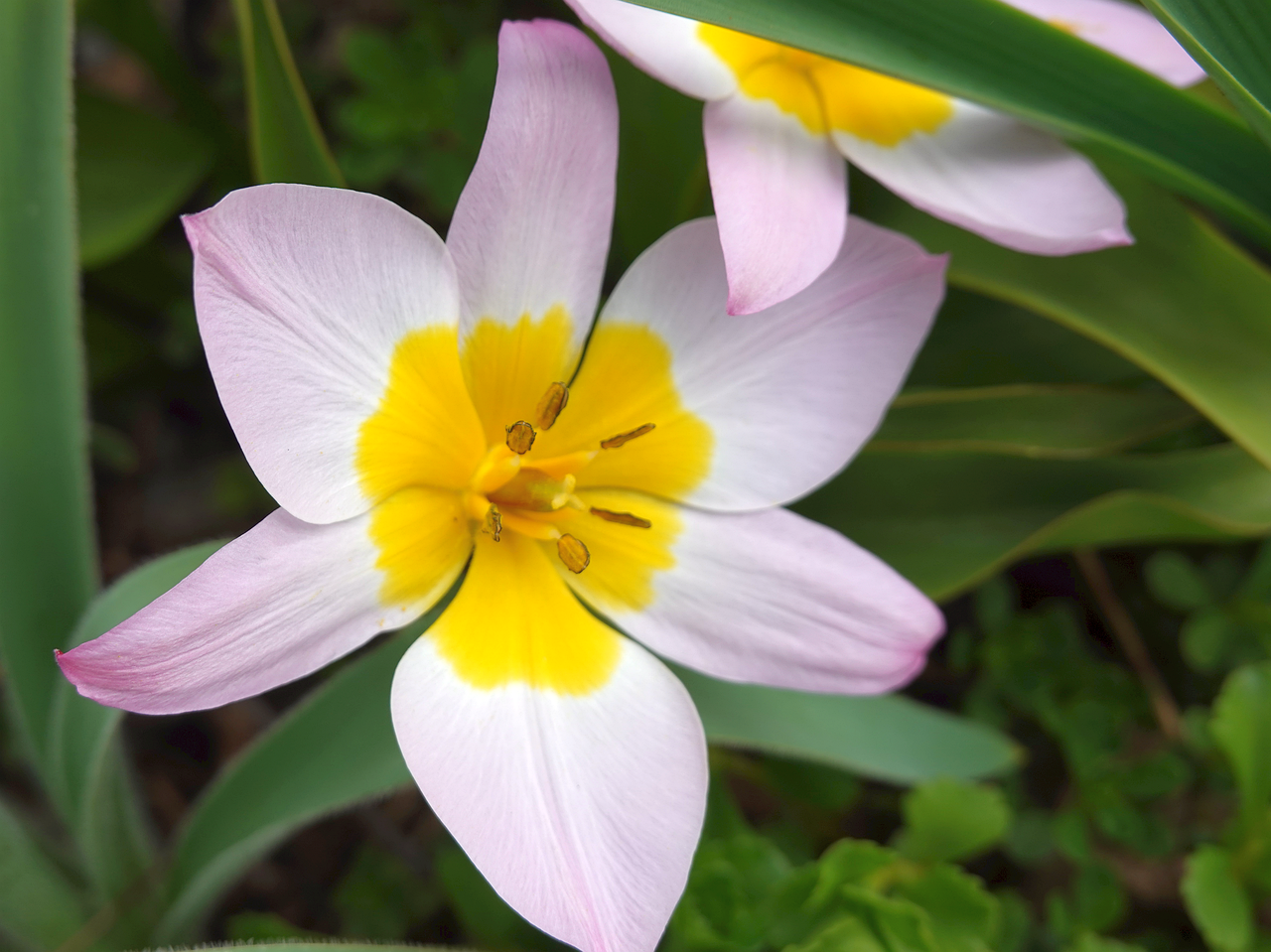 Wild Tulip Nature Spring - Free photo on Pixabay