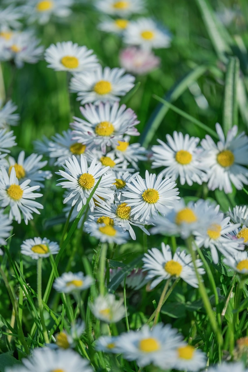 Daisies Flowers Nature - Free photo on Pixabay