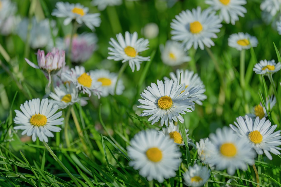 Daisy Flower Petals - Free photo on Pixabay