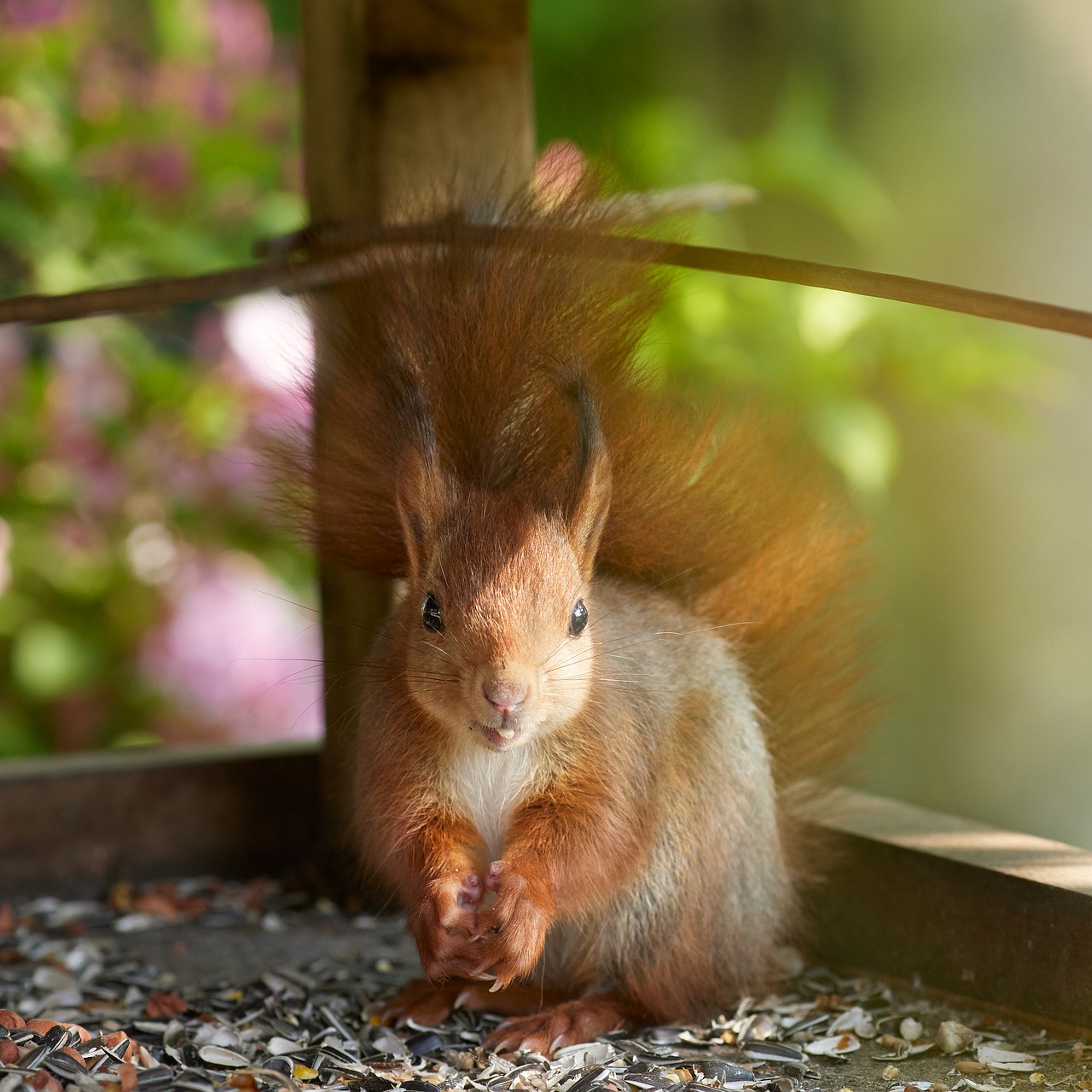 Squirrel Red Wild Animals - Free photo on Pixabay
