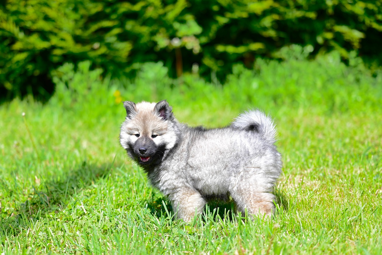 Bailo Puppy Animal - Free photo on Pixabay