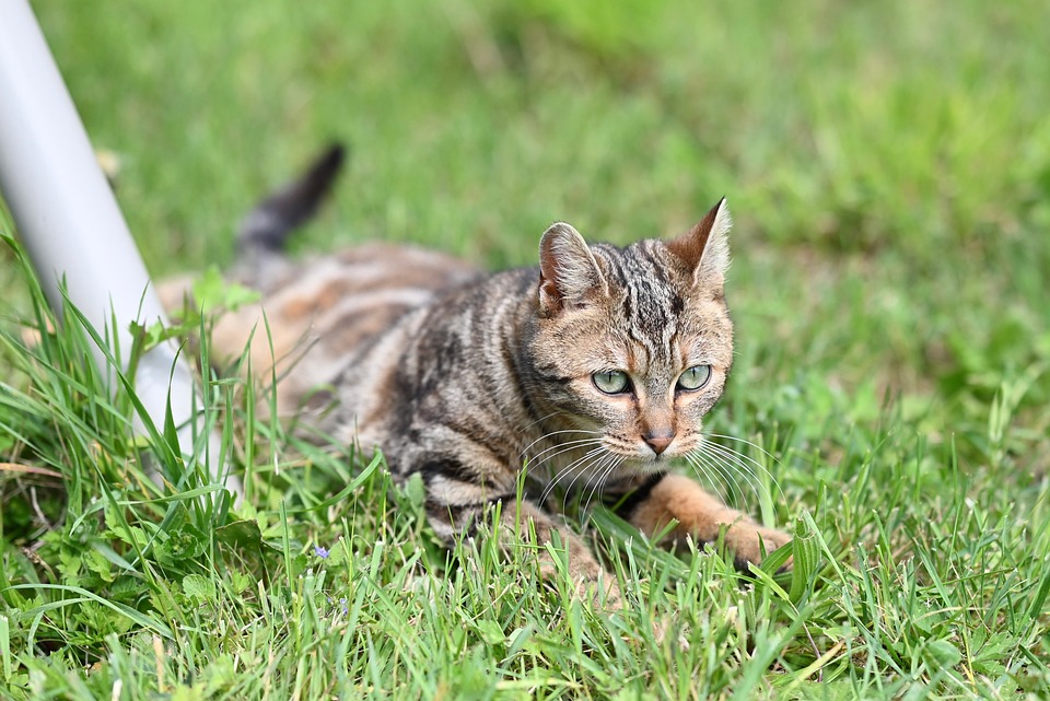 Mila The Cat Feline Animal - Free photo on Pixabay