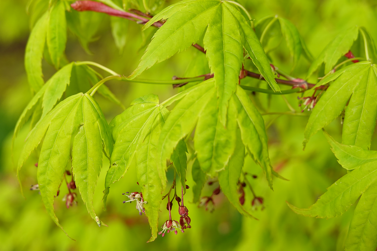Maple Blossom Nature - Free photo on Pixabay