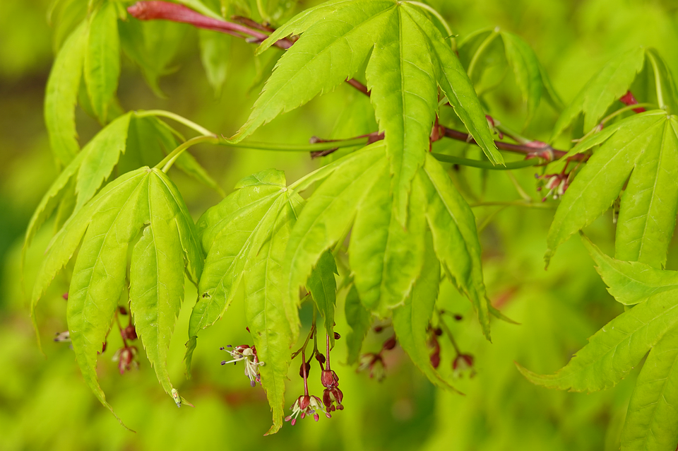 Maple Blossom Nature - Free photo on Pixabay
