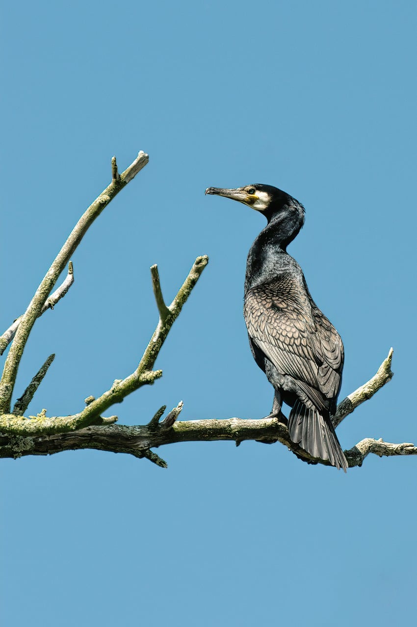 Cormorant Bird Branch Blue - Free photo on Pixabay