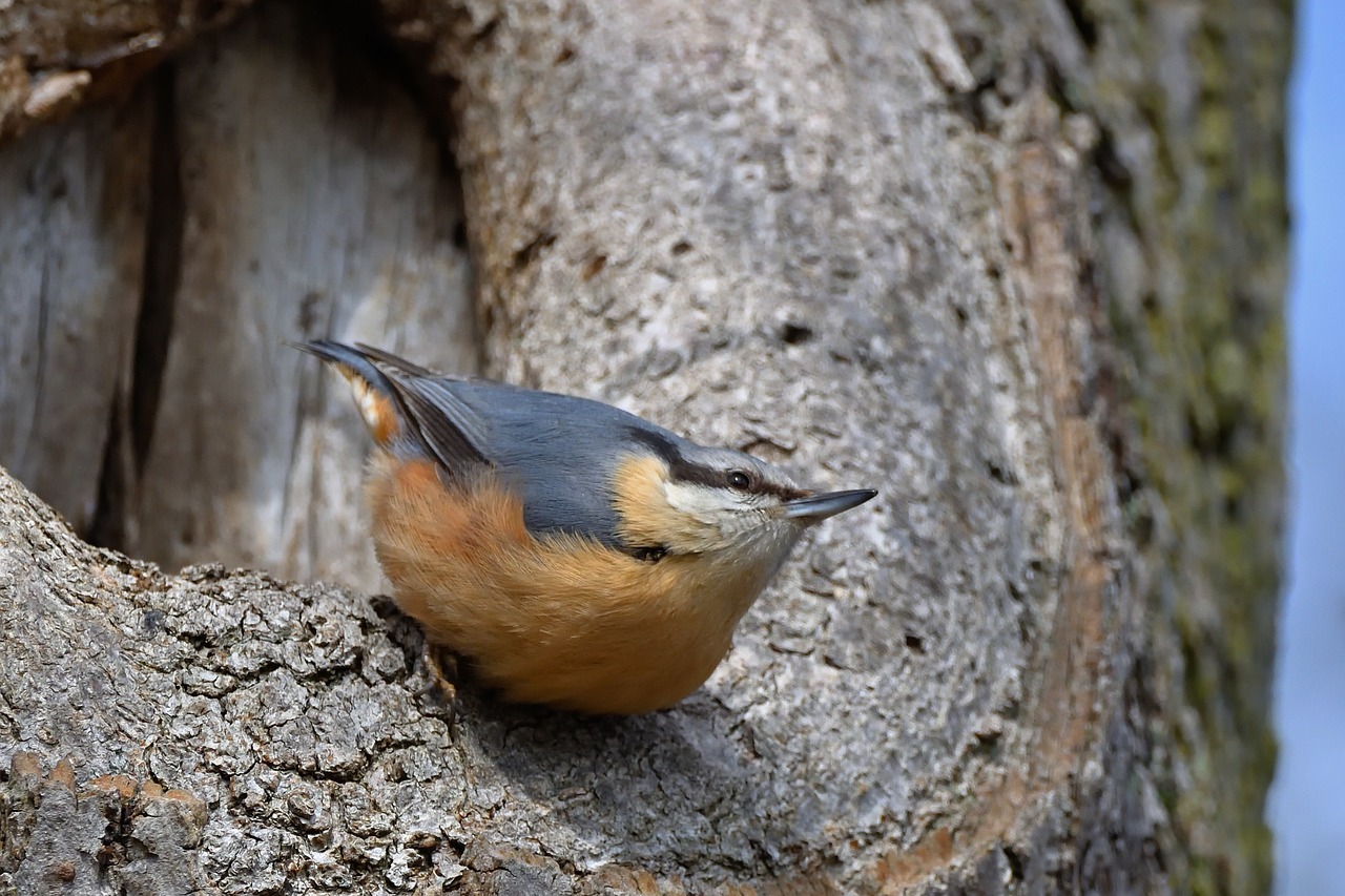 Bird Forest Tree - Free photo on Pixabay