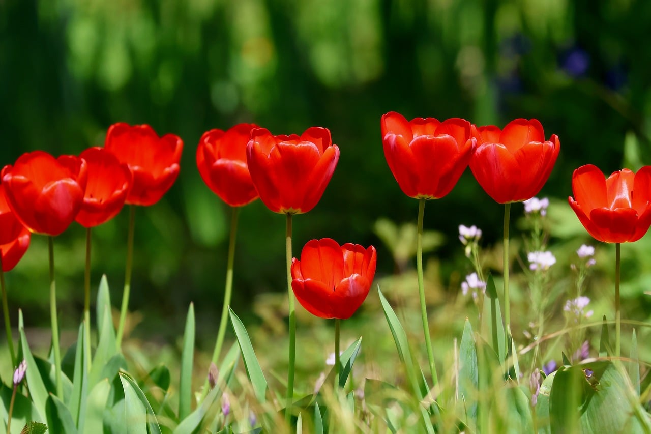 Red Tulips Spring Flowers - Free photo on Pixabay