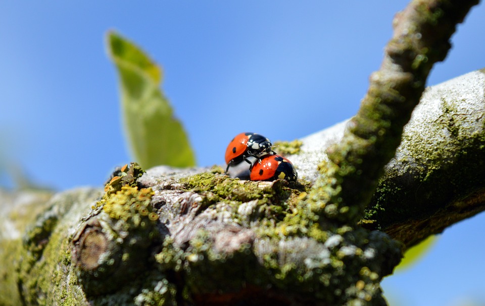 Ladybug Insects Tree Natural - Free photo on Pixabay