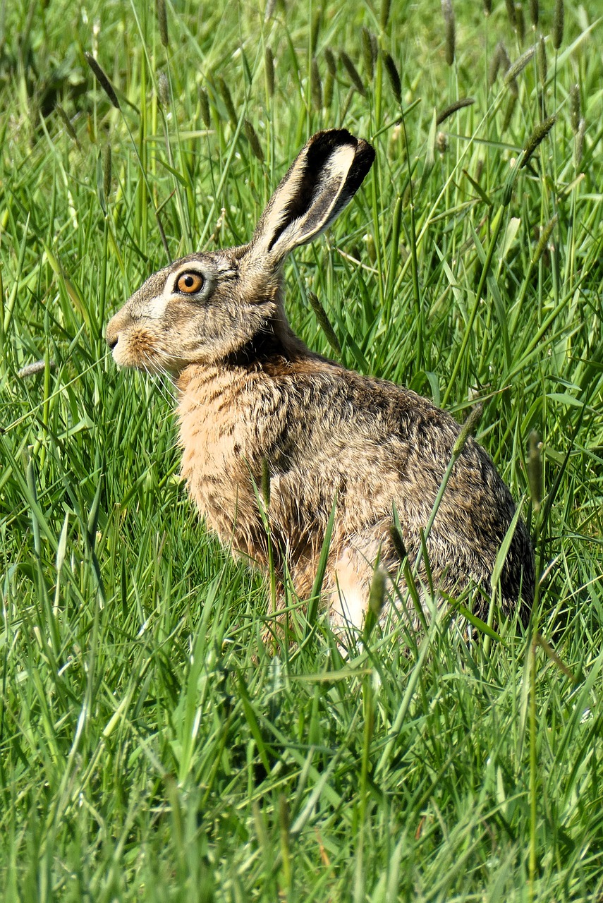 Hare Meadow Grass - Free photo on Pixabay