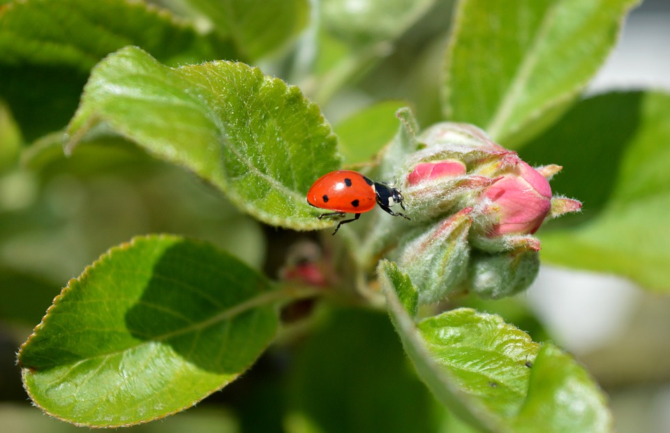 Ladybug Leaf Spring - Free photo on Pixabay
