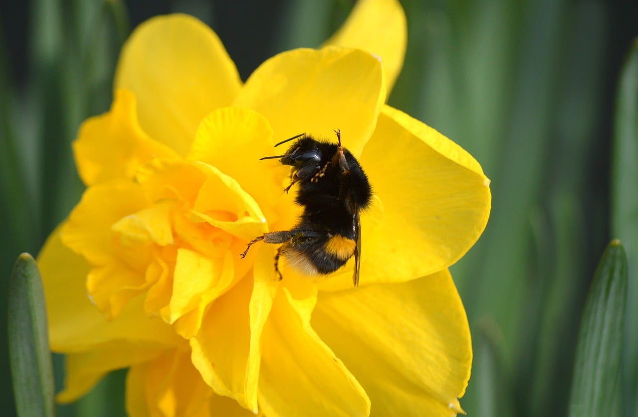Bee Insect Daffodil - Free photo on Pixabay