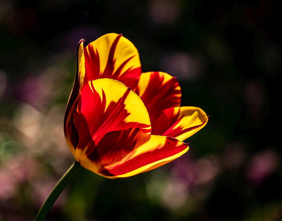 Tulipe Nature Fleur - Photo gratuite sur Pixabay
