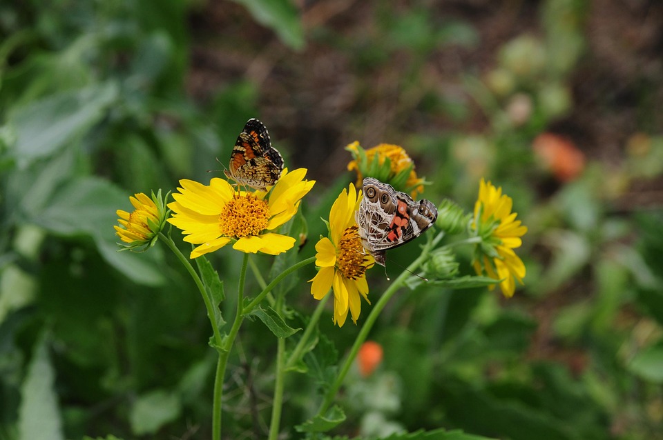 Butterfly Insect Nature - Free photo on Pixabay
