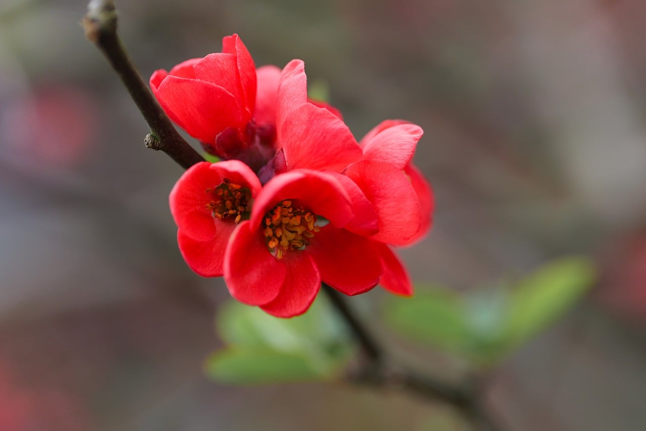 Blooming Red Flower Spring - Free photo on Pixabay