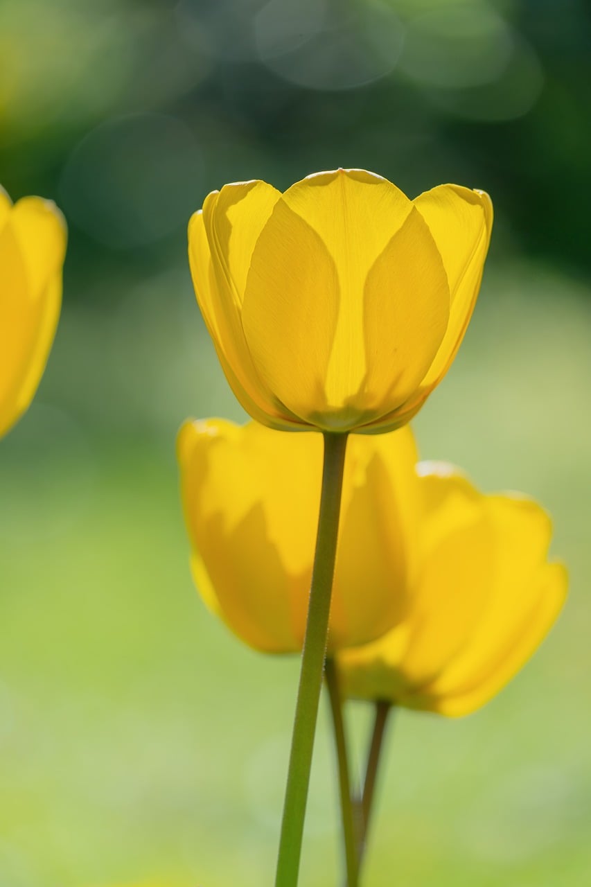 Yellow Tulips Flowers Nature - Free photo on Pixabay