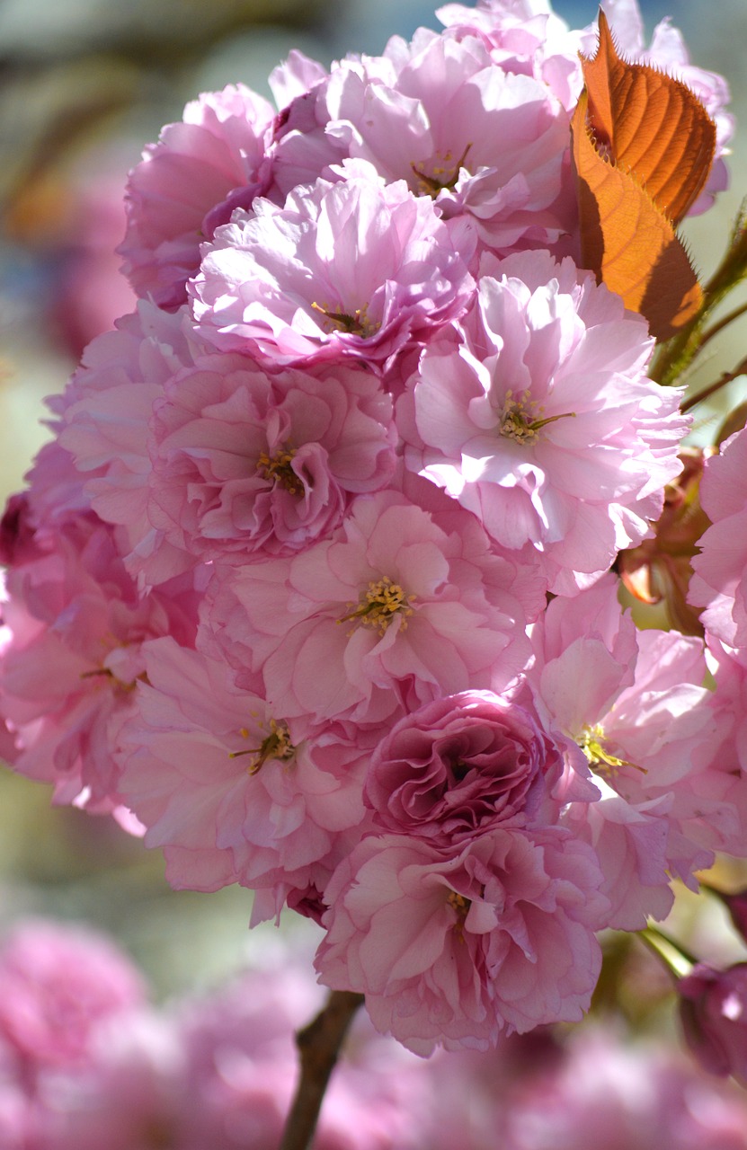 Sakura Cherry Blossom Japanese - Free photo on Pixabay