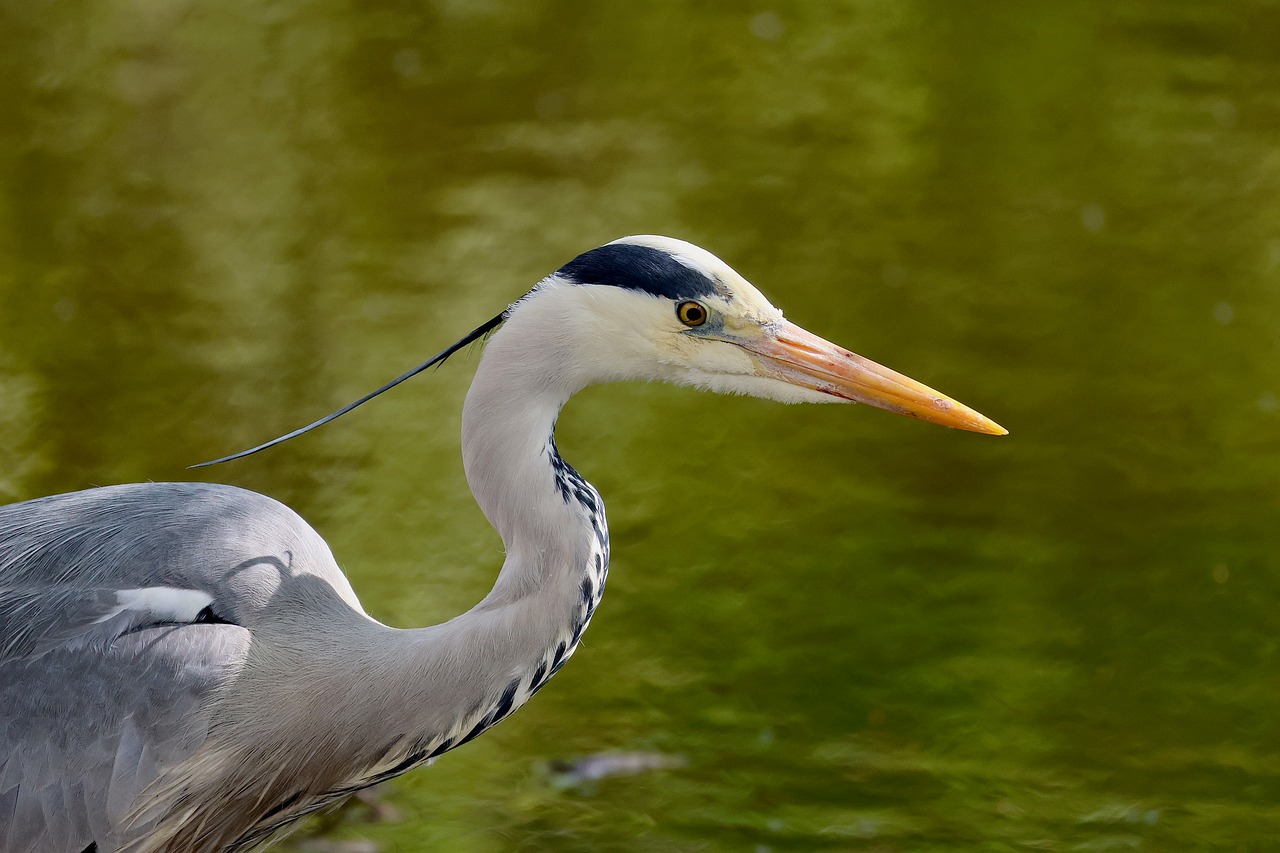 Heron Beak Bird - Free photo on Pixabay