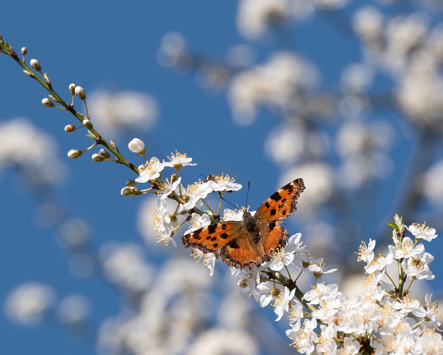 Butterfly Flowers Spring - Free photo on Pixabay