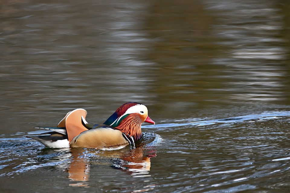 Mandarin Duck Waterfowl Lake - Free photo on Pixabay