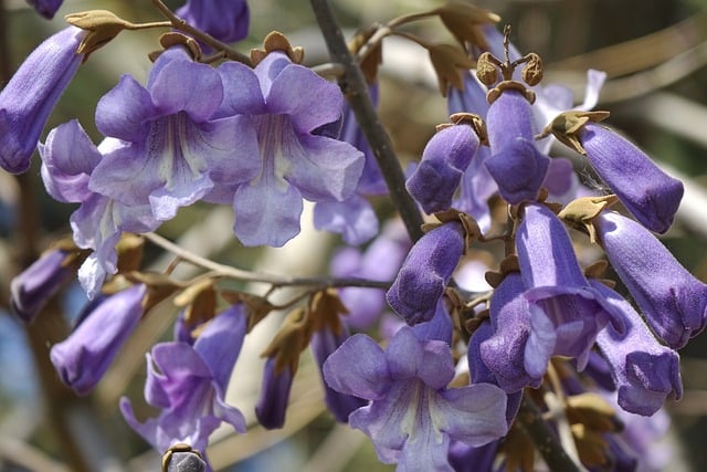 Empress Tree Purple Flower - Free photo on Pixabay