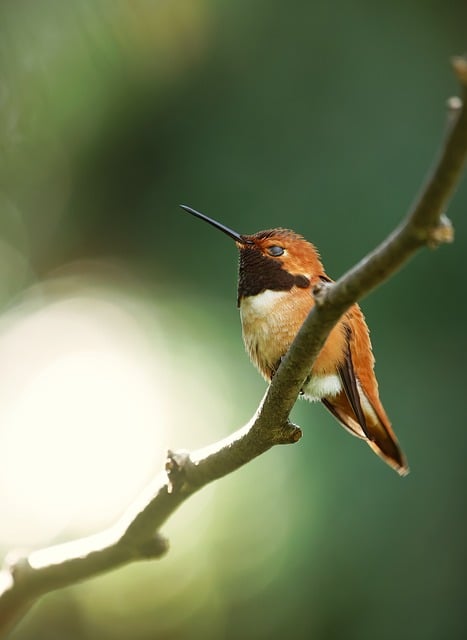 Hummingbird Animal Wildlife - Free photo on Pixabay