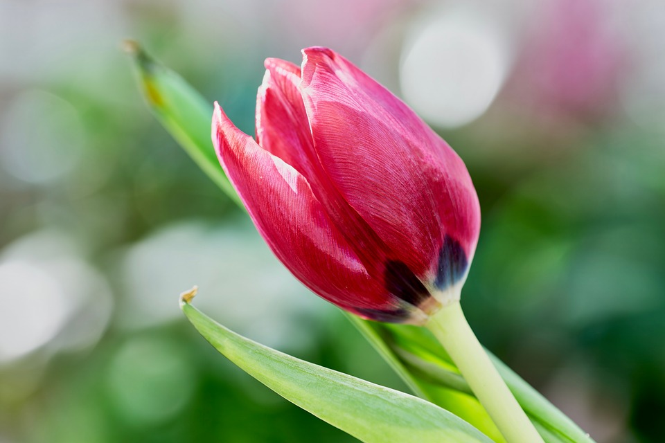 Red Tulip Nature Spring - Free photo on Pixabay