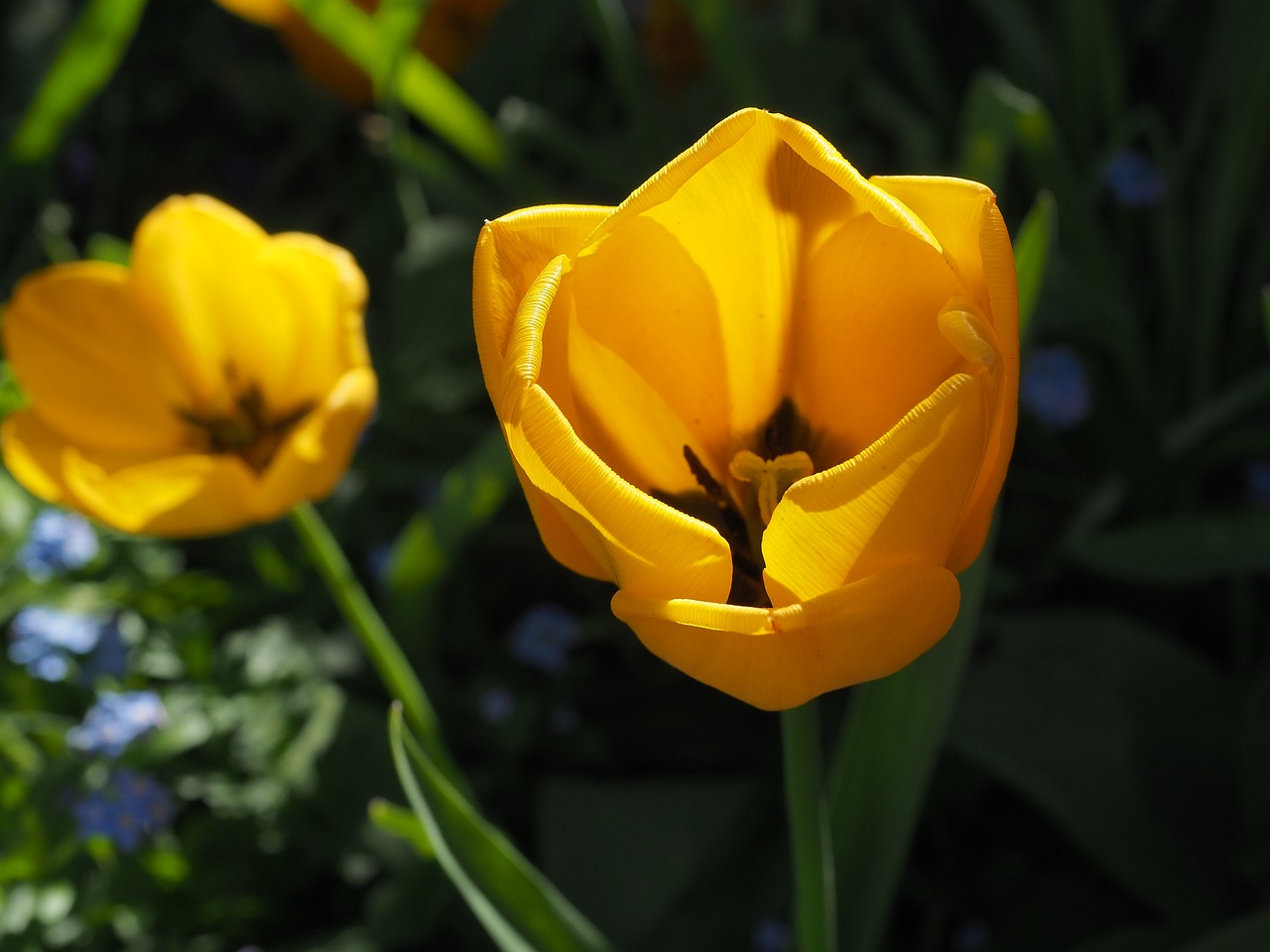 Tulip Yellow Nature - Free photo on Pixabay