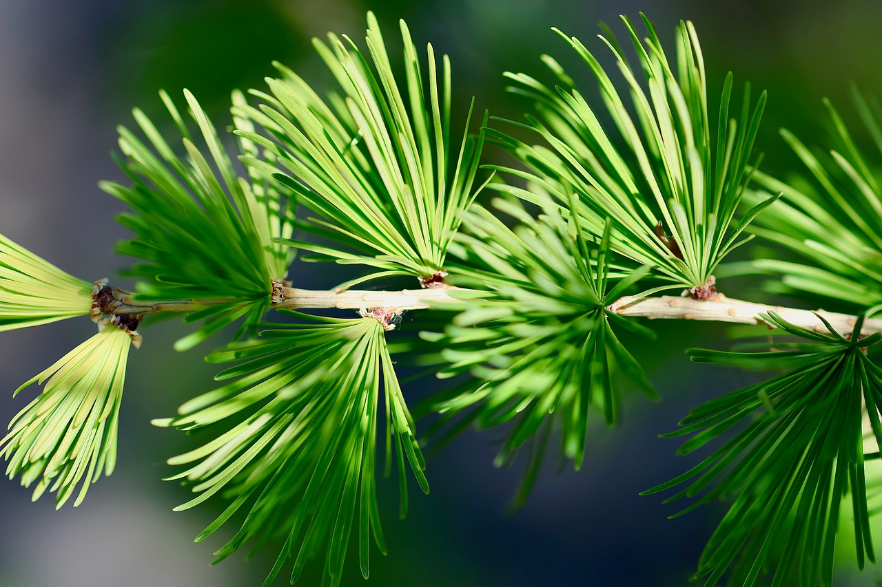 Larch Needle Shape Branch - Free photo on Pixabay