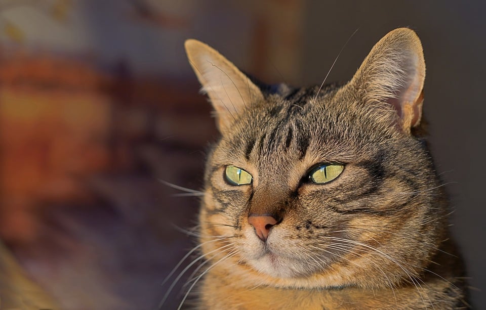 Cat Green Eyes Animal Portrait - Free photo on Pixabay