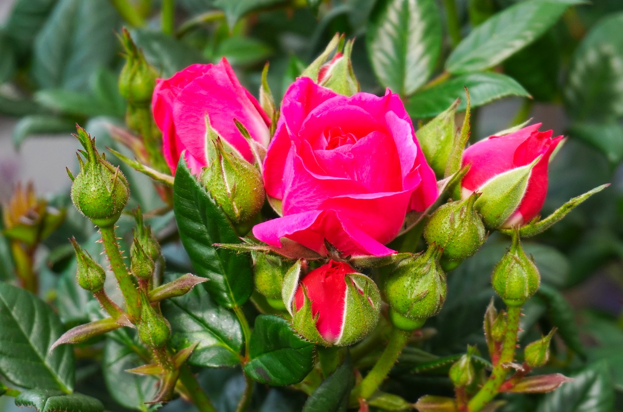 Roses Pink Flowers Flower Garden - Free photo on Pixabay