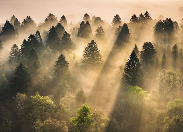Forest Foggy Morning - Free photo on Pixabay