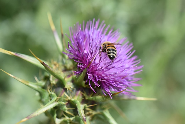 Bee Pollinator Thistle - Free photo on Pixabay