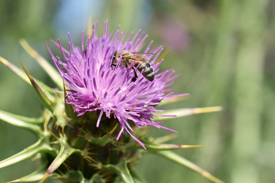 Bee Pollinator Thistle - Free photo on Pixabay