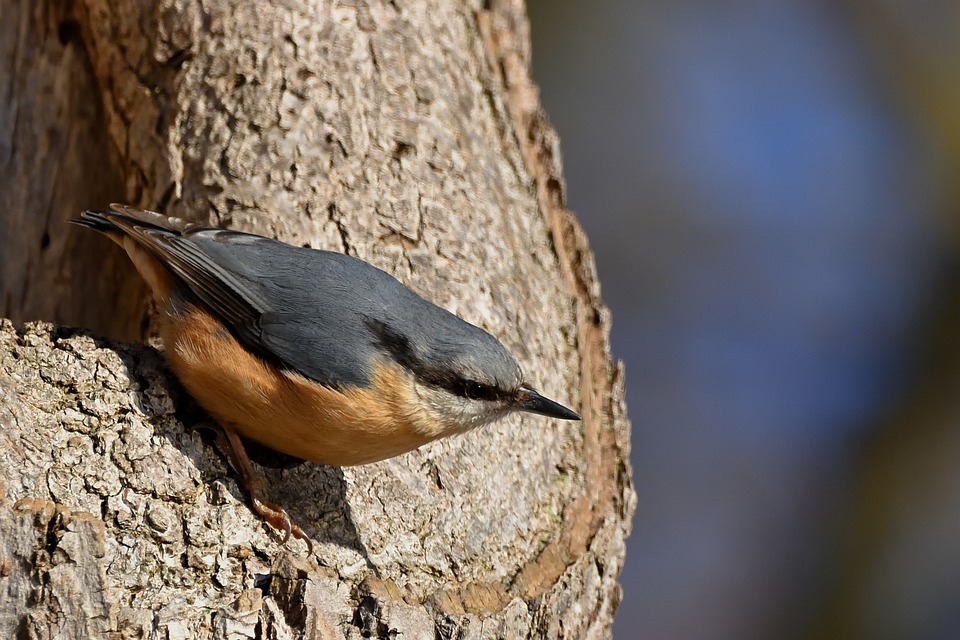 Bird Nuthatch Bark - Free photo on Pixabay