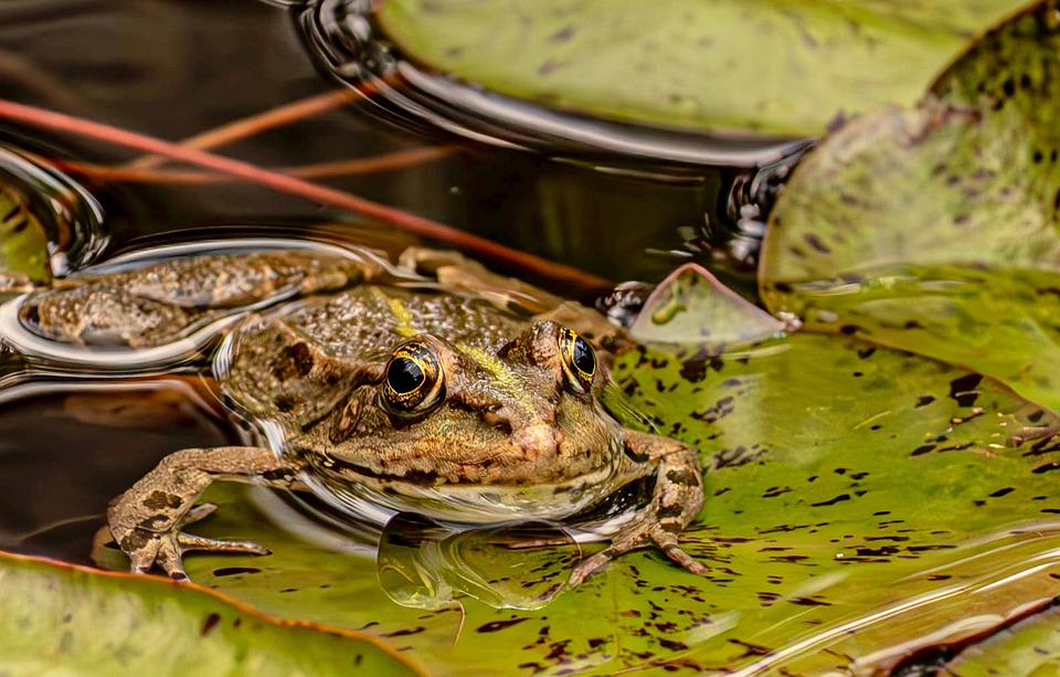 Frog Water Lily Fern - Free photo on Pixabay