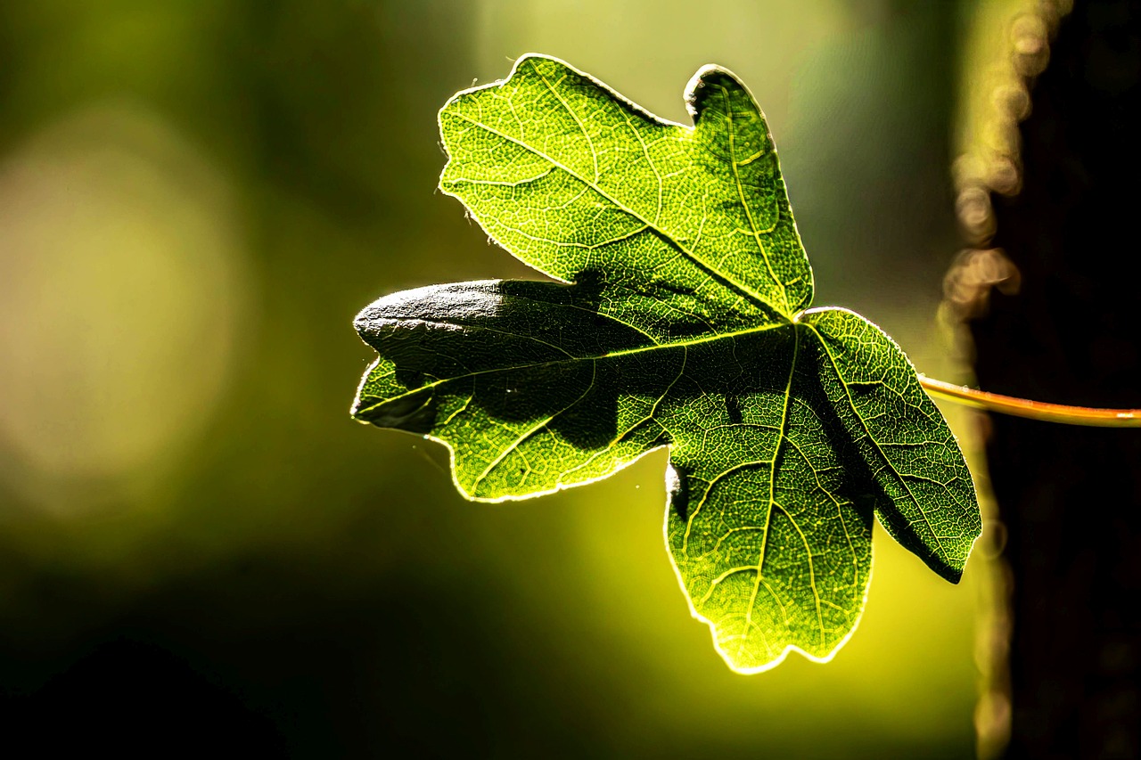 Daun Hijau Makro - Foto gratis di Pixabay