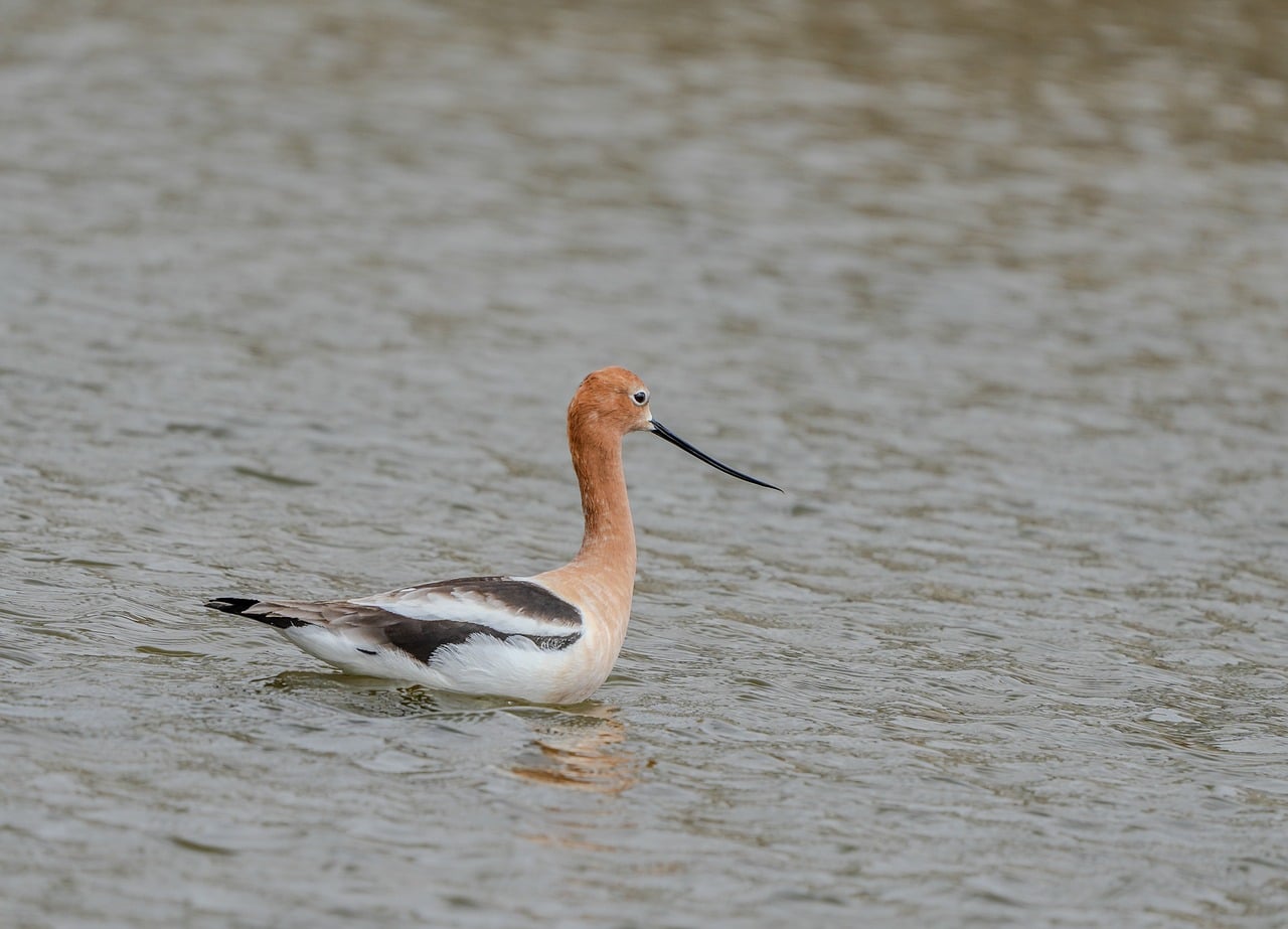 American Avocet Bird Nature - Free photo on Pixabay