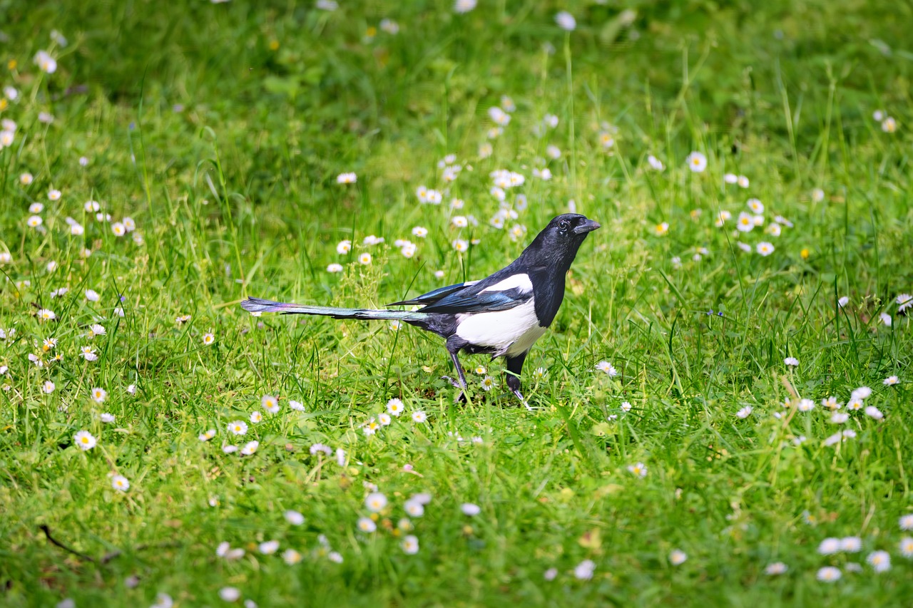 Magpie Nature Bird - Free photo on Pixabay