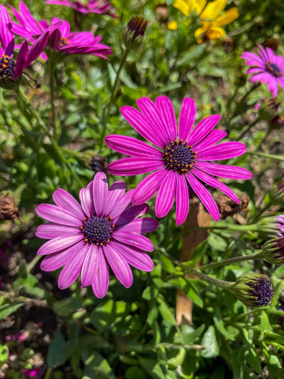 Flower Purple Osteospermum - Free photo on Pixabay