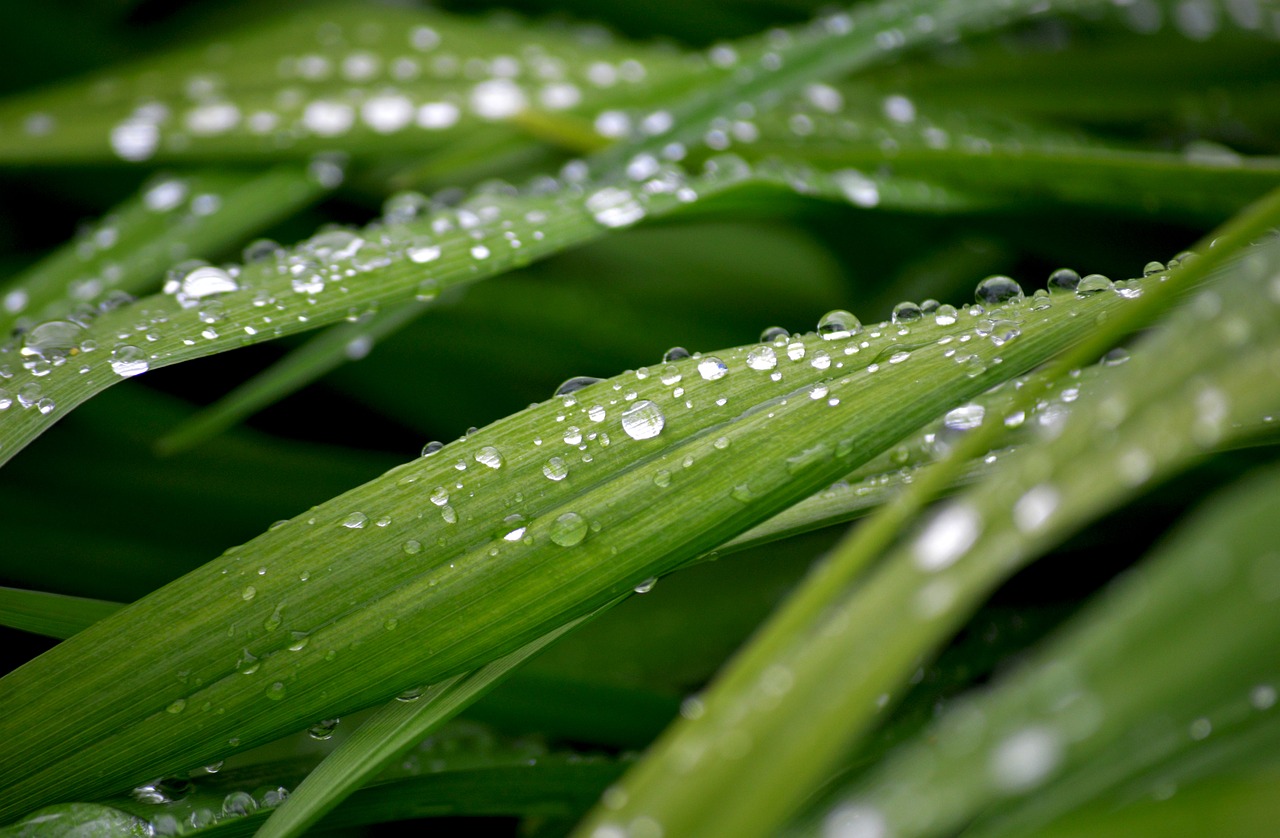 Green Leaves Raindrops Close-Up - Free photo on Pixabay