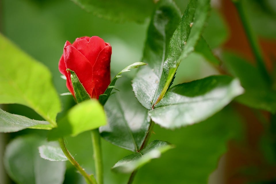 Rose Red Flower Rosebud - Free photo on Pixabay