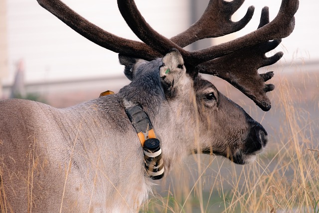 Reindeer Wildlife Feed - Free photo on Pixabay