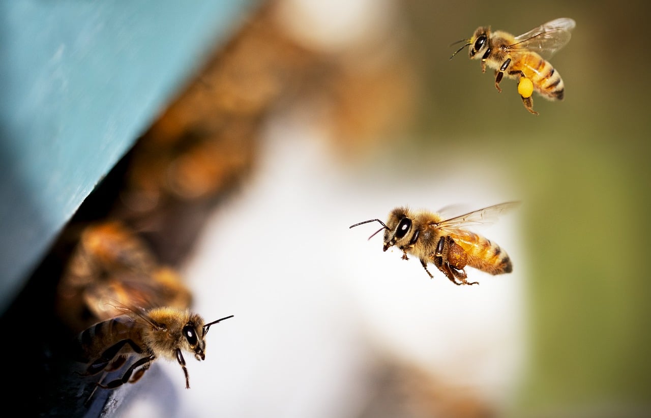Bees Beehive Beekeeping - Free photo on Pixabay
