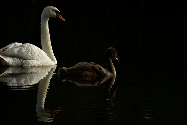 Cisne Reflejo Oscuridad - Foto gratis en Pixabay