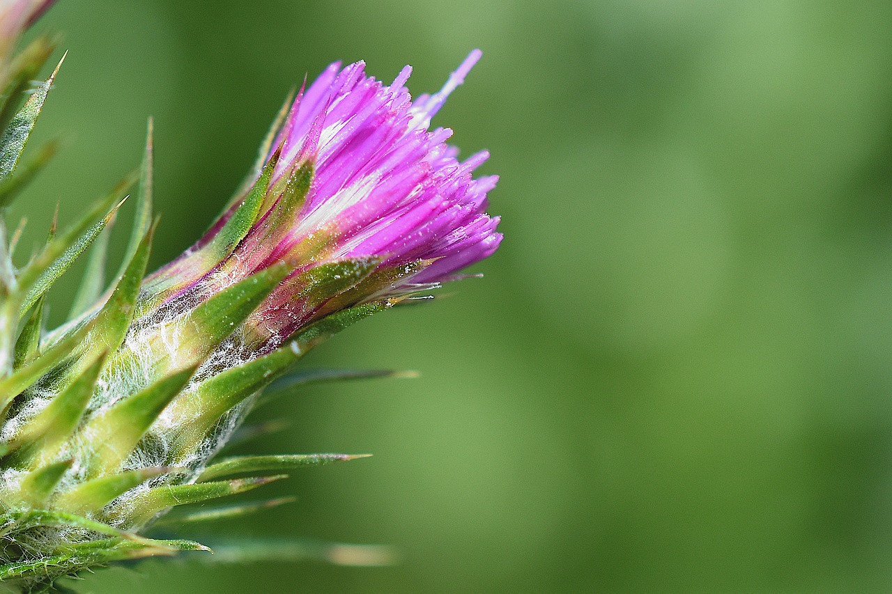 Thistle Nature Flower - Free photo on Pixabay