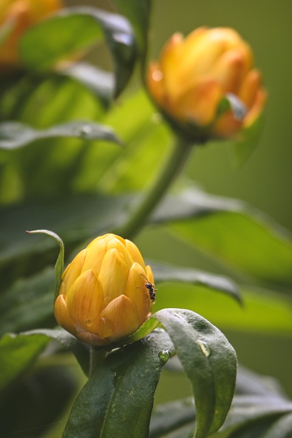 Flower Bud Ant - Free photo on Pixabay