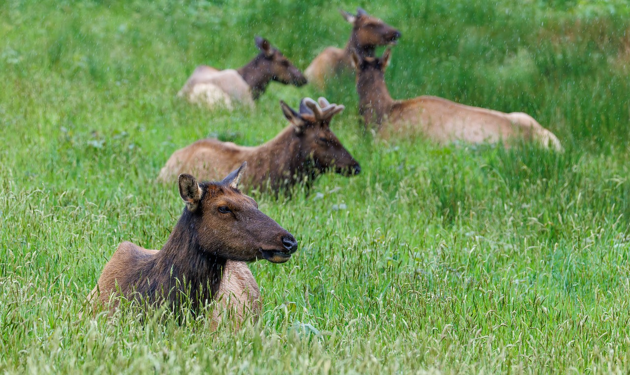 Elk Nature Green Grass - Free photo on Pixabay